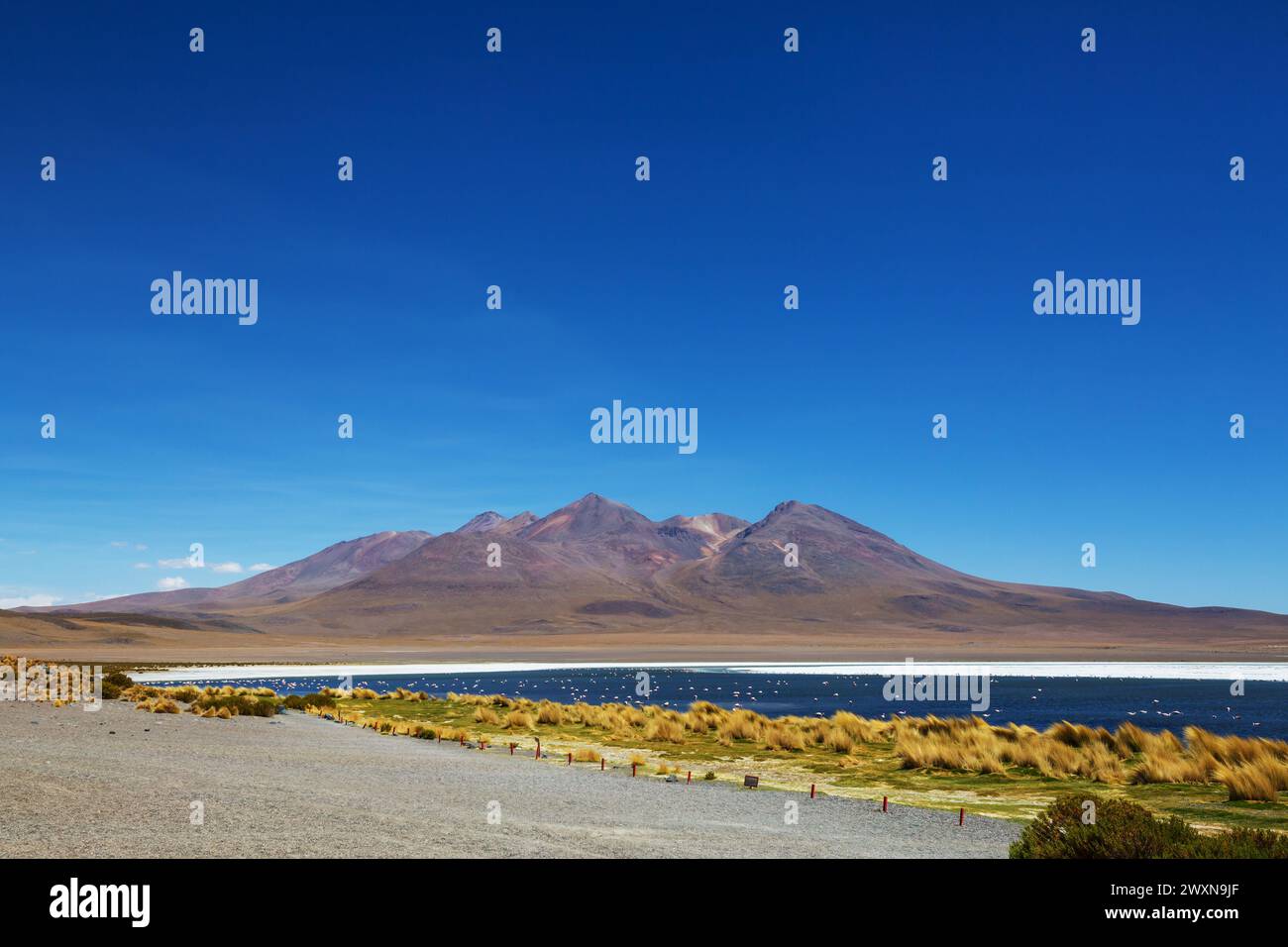 Altiplano Lake in Andes mountains, Bolivia, South America Stock Photo ...