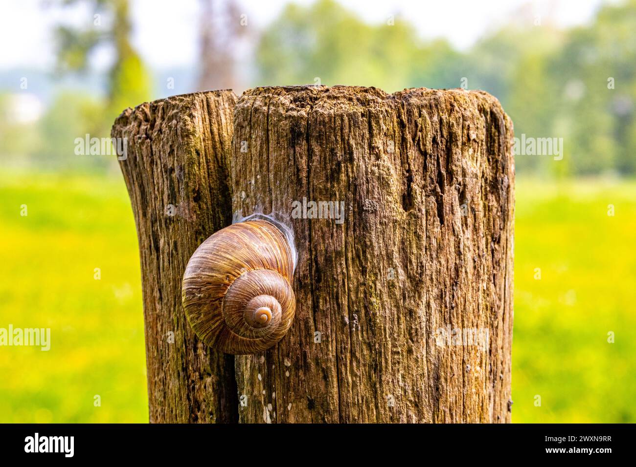 Tree stump with a land snail attached to bark with blurry shiny light ...
