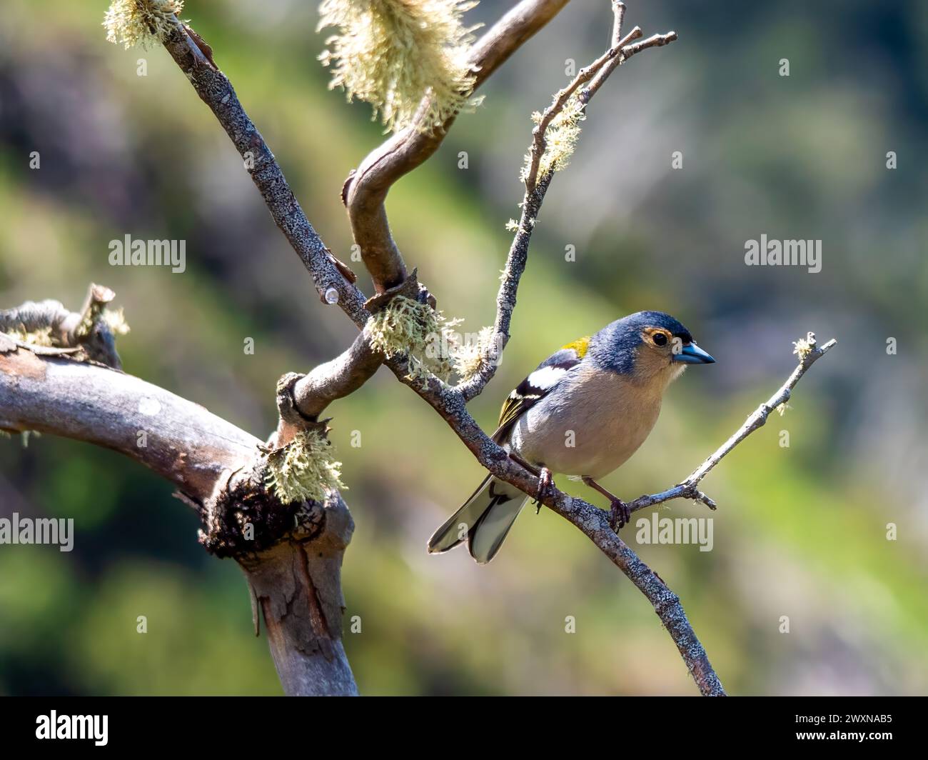 Madeira chaffinch (Fringilla coelebs maderensis) at the Balcoes ...