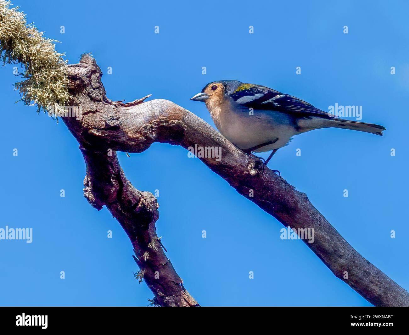Madeira chaffinch (Fringilla coelebs maderensis) at the Balcoes ...