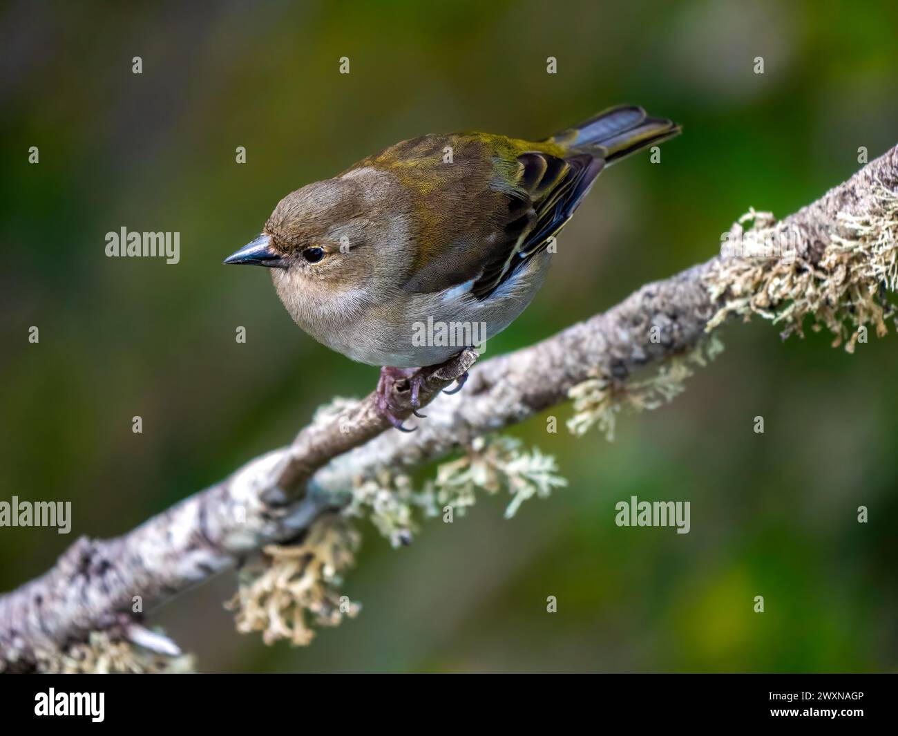 Madeira chaffinch (Fringilla coelebs maderensis) at the Balcoes ...