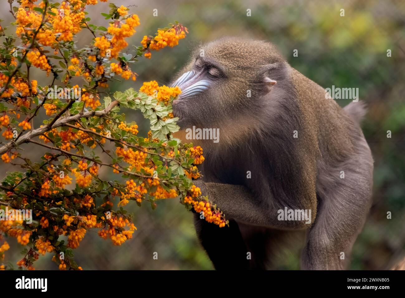Mandrill eating berries Stock Photo - Alamy