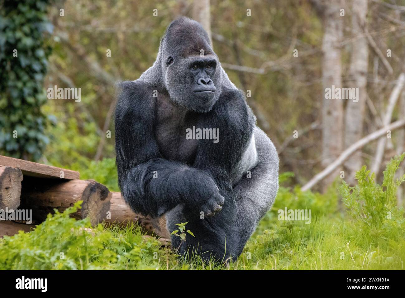 Western Lowland Gorilla Stock Photo - Alamy