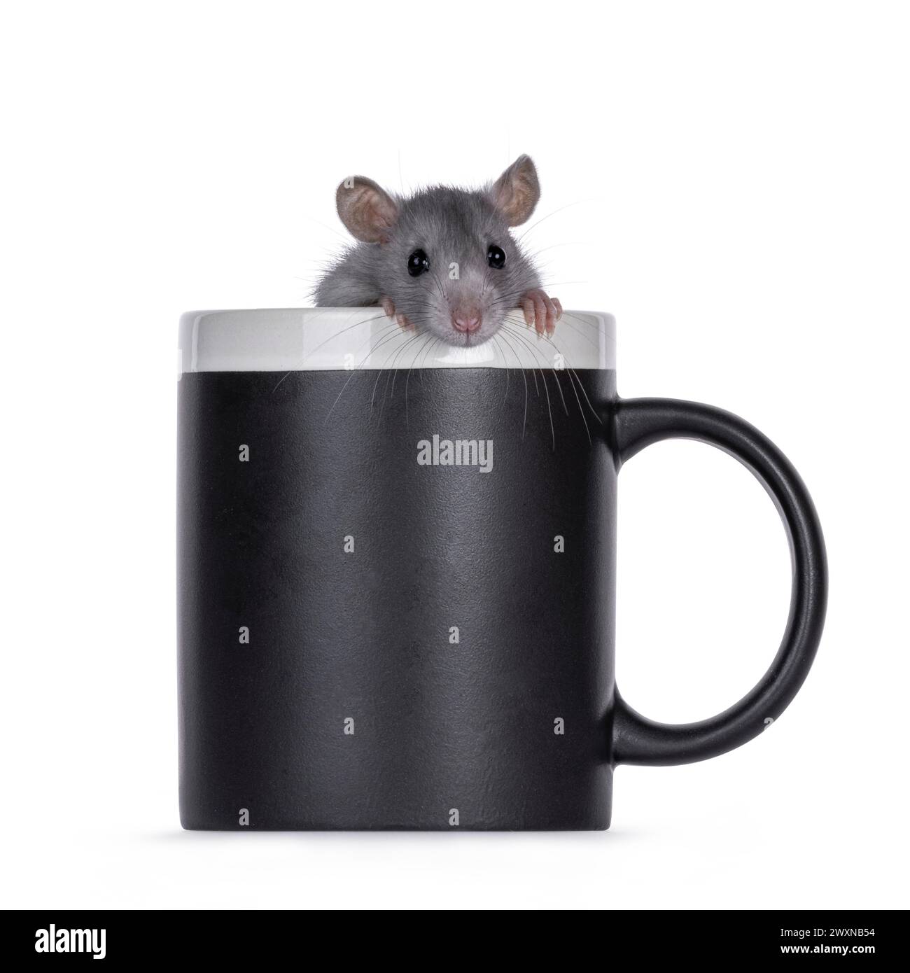 Cute young rat sitting in black coffee mug. Looking over edge towards ...