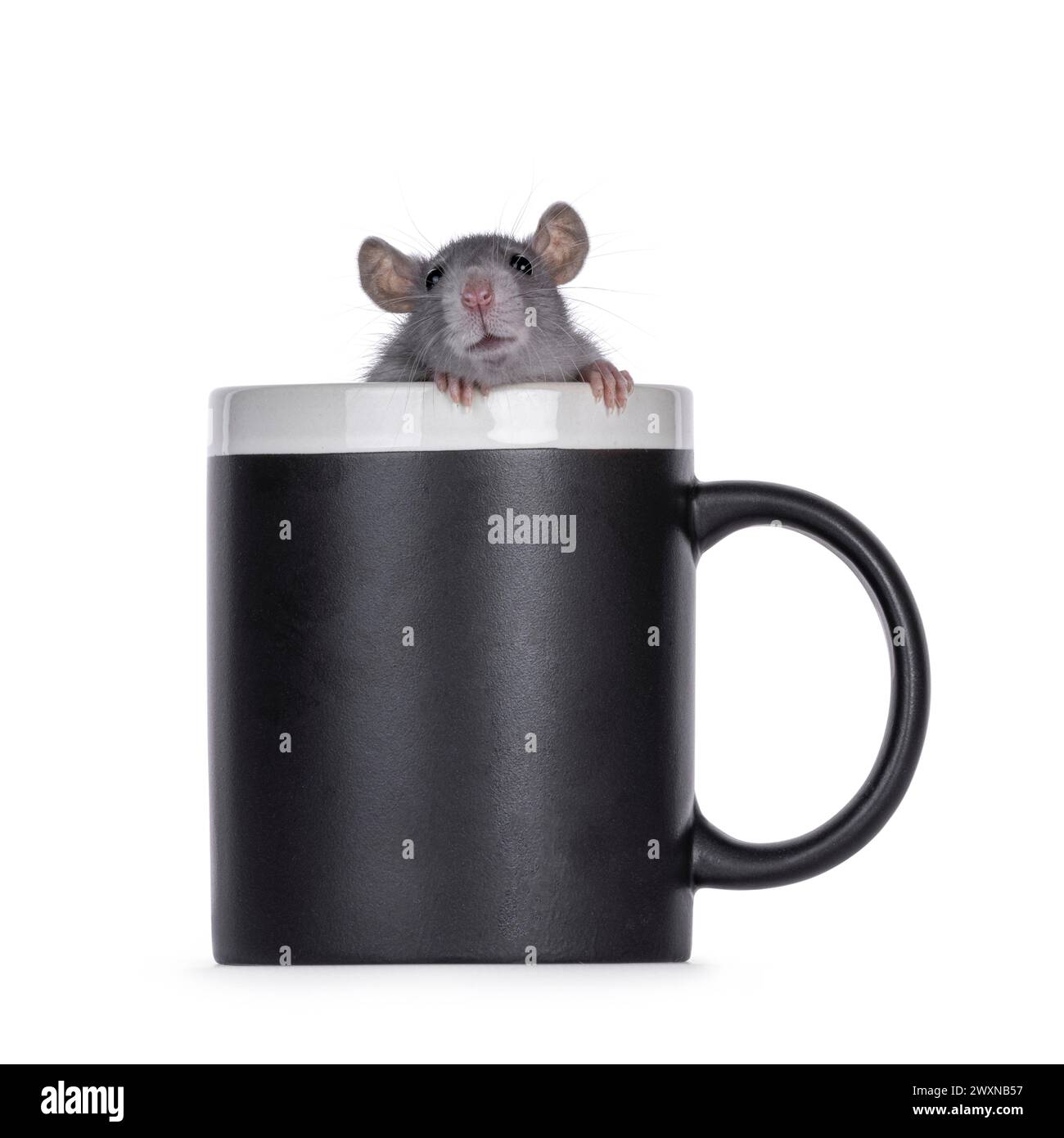 Cute young rat sitting in black coffee mug. Looking over edge towards ...