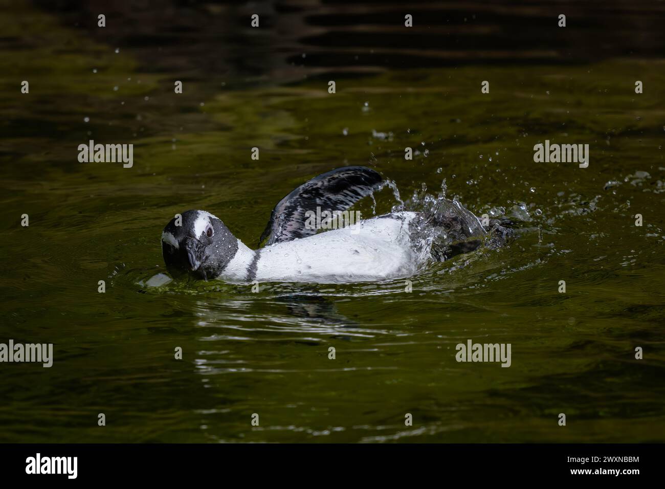 African Penguin - Spheniscus demersus, medium sized penguin from ...