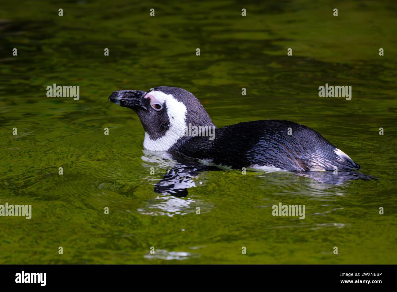 African Penguin - Spheniscus demersus, medium sized penguin from ...