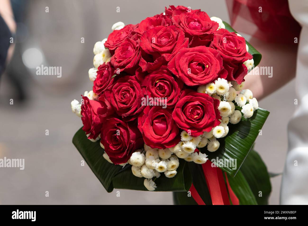 the bride holds a stunning bouquet of vivid red roses accented with ...