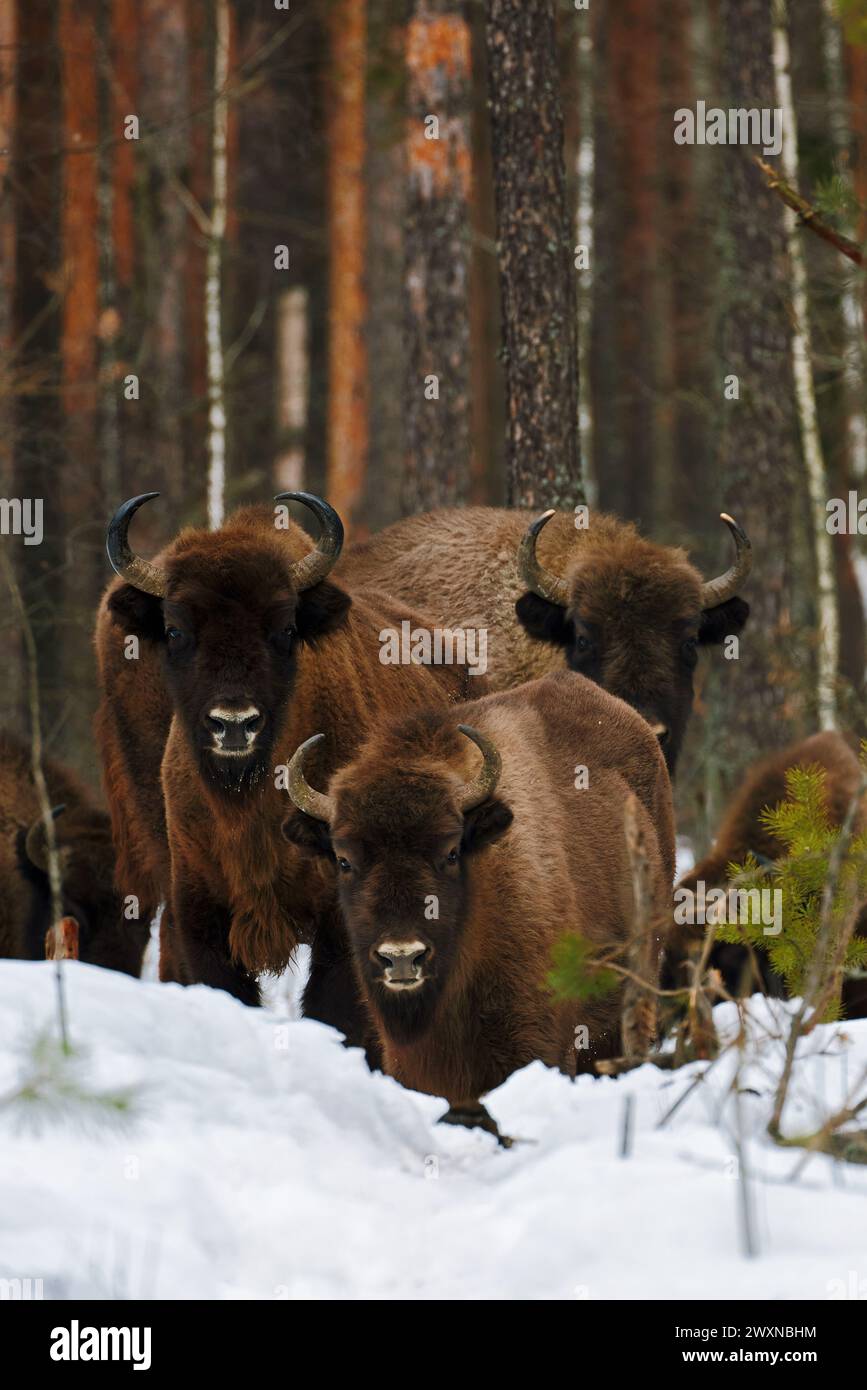 Wild European Bisons family in Winter Forest. European bison - Bison ...
