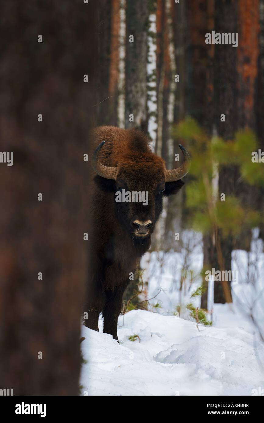 Wild European Bison in Winter Forest. European bison - Bison bonasus ...