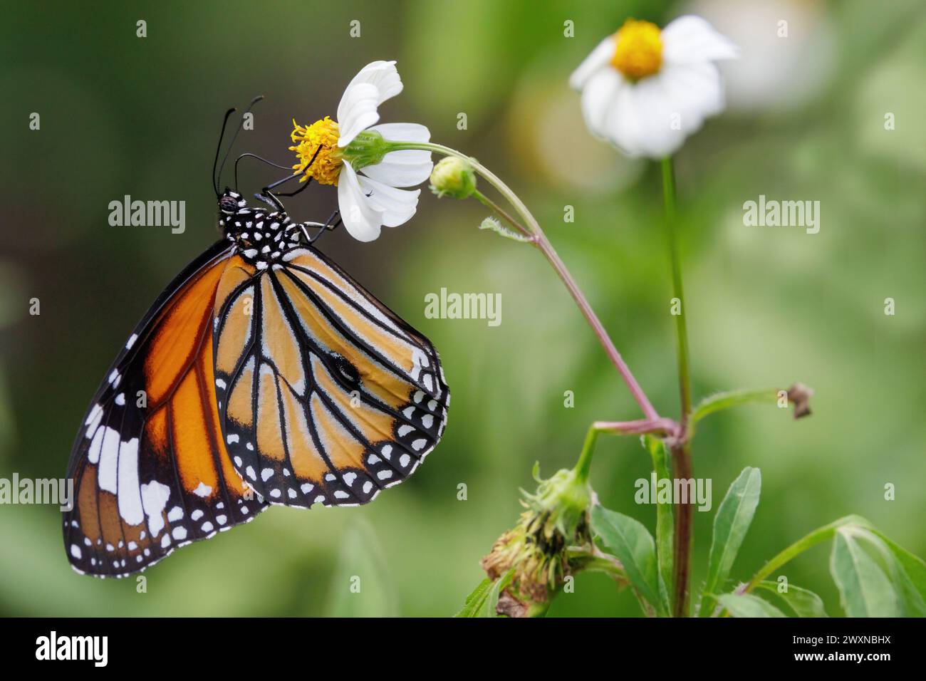 Butterfly the common tiger feeding on wild daisy nectar, Thailand Stock ...
