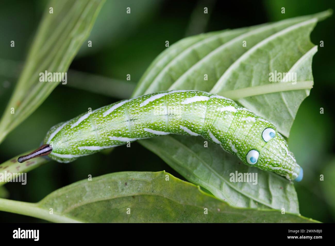 Sphingidae caterpilar of Rhagastis albomarginata living on hydrangea ...