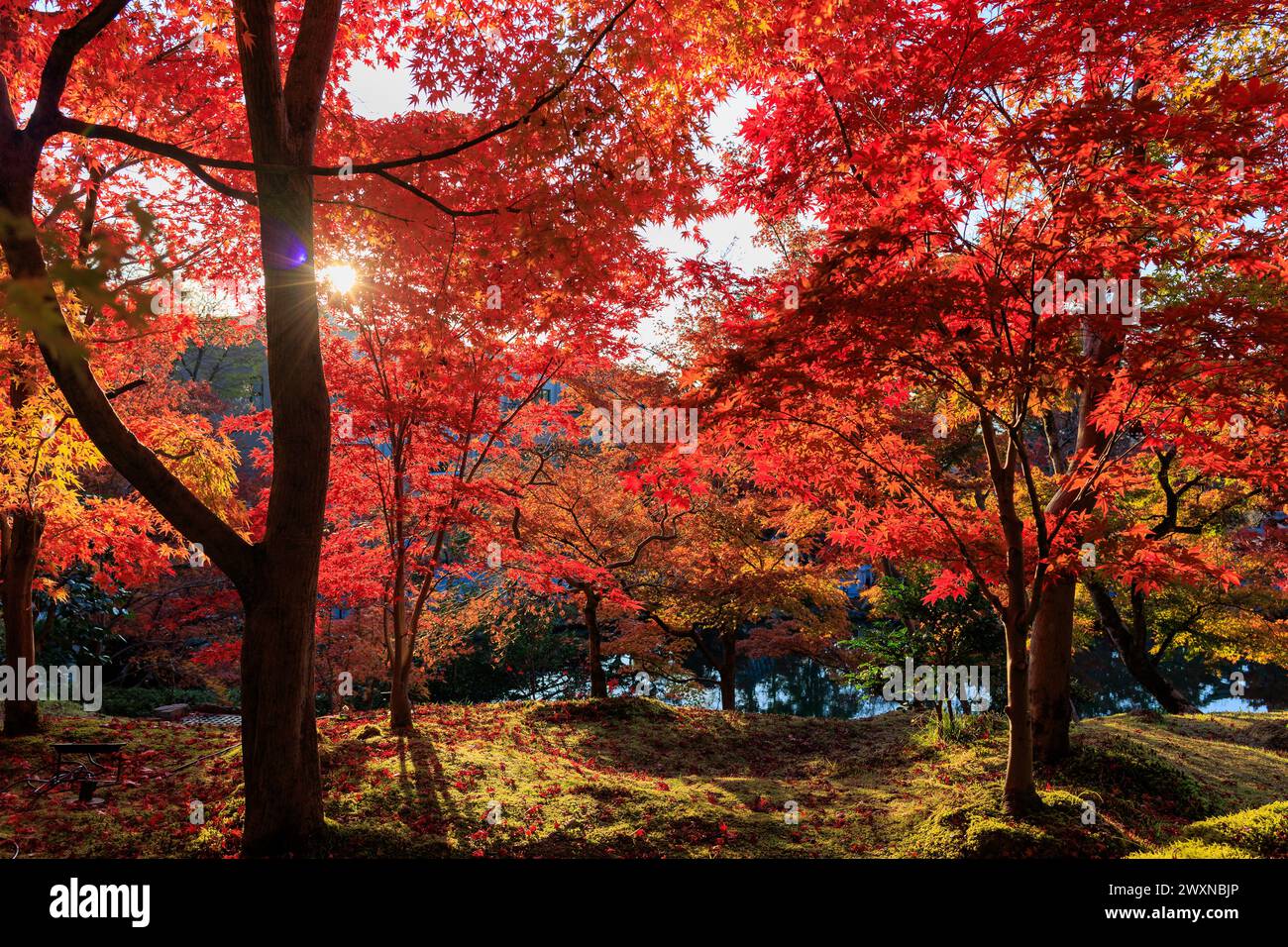 Vibrant red autumn foliage in Eikan-do Zenrin-ji temple, Kyoto, Japan ...