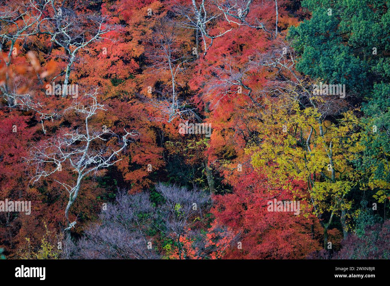 Vibrant red autumn foliage Arashiyama, Japan Stock Photo - Alamy