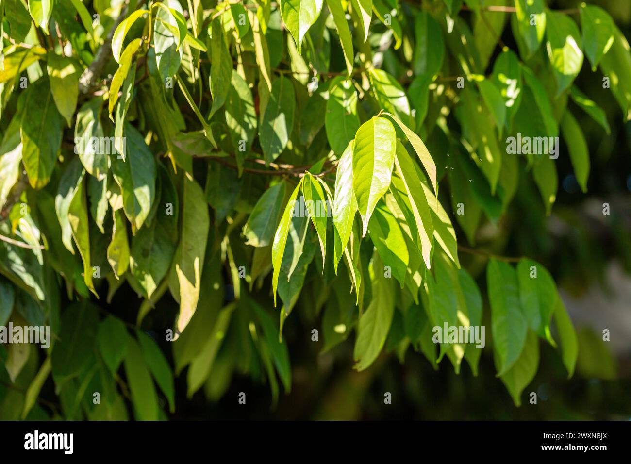 Amazonian cinnamon hi-res stock photography and images - Alamy