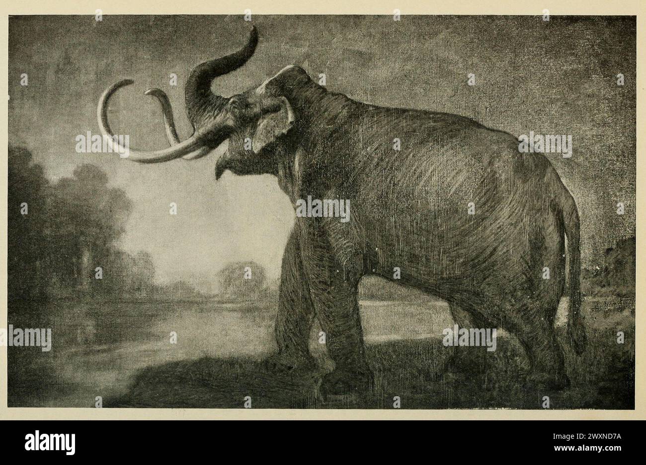 Vintage B&W artwork. The Imperial Mammoth , Archidiskodon imperator ...