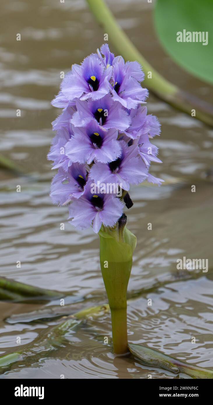 A vertical closeup shot of a purple anchored water hyacinth Stock Photo ...