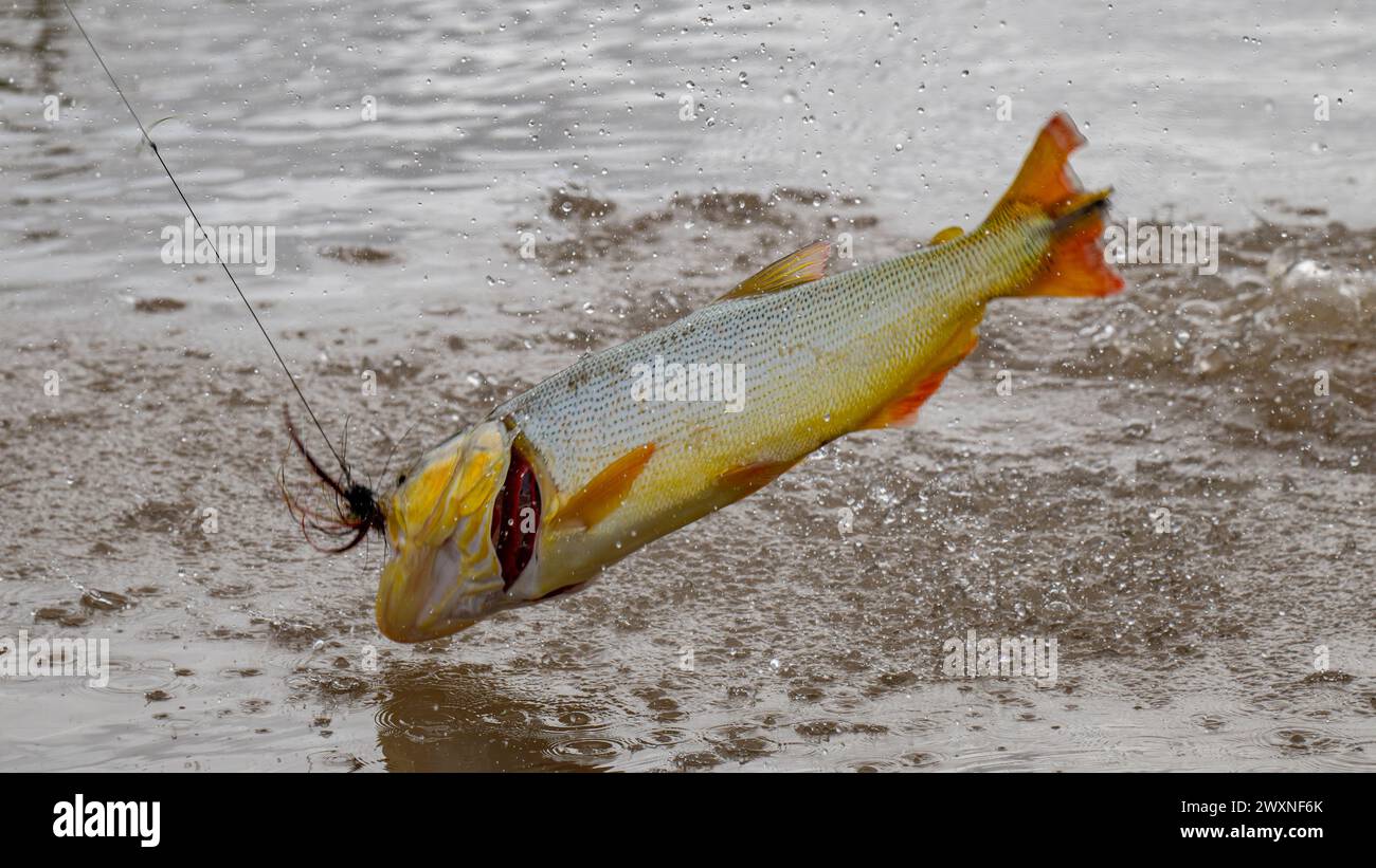 A golden dorado fish leaping to catch fishing lure in a river in ...