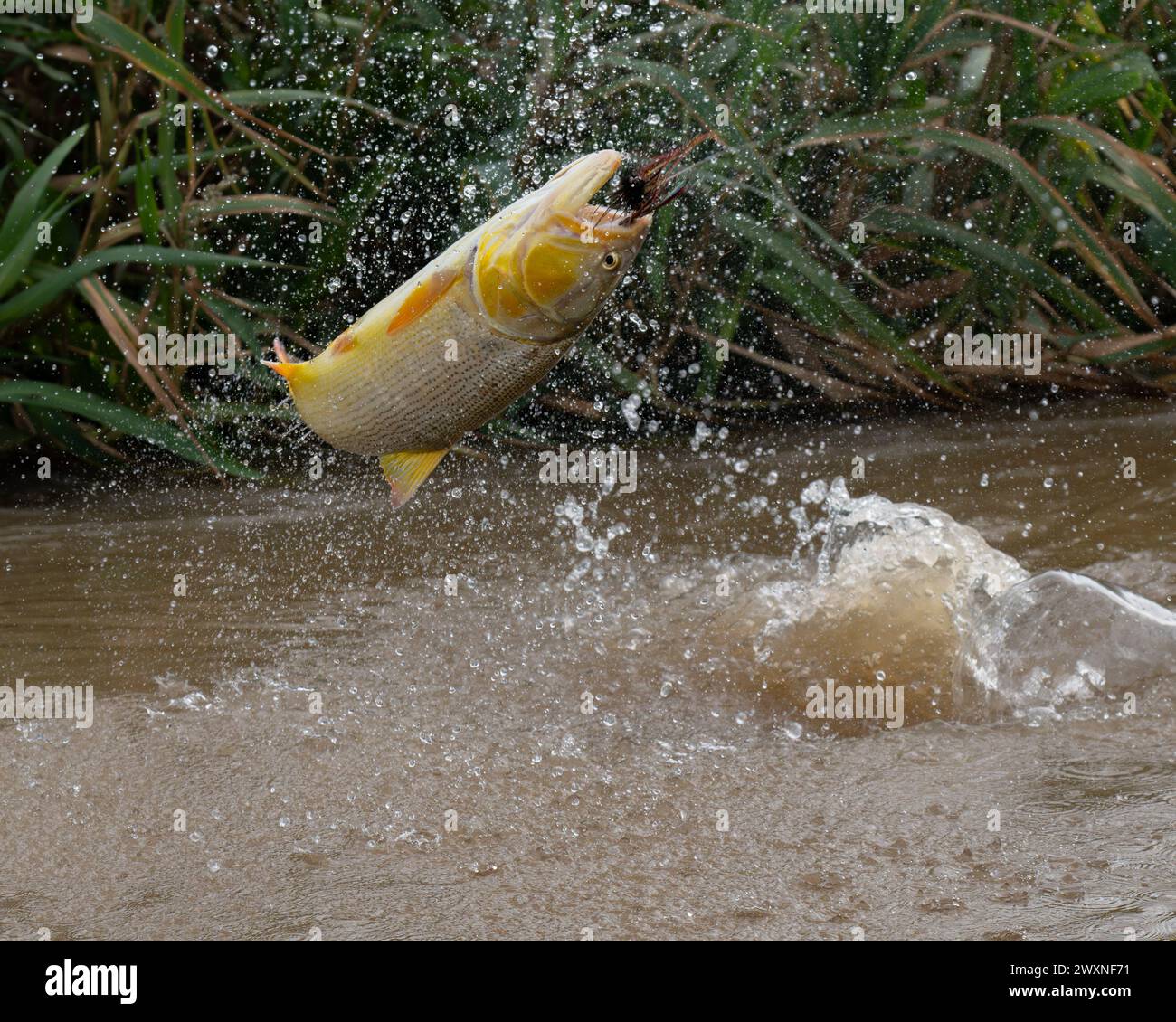 Jumping fish river hi-res stock photography and images - Alamy
