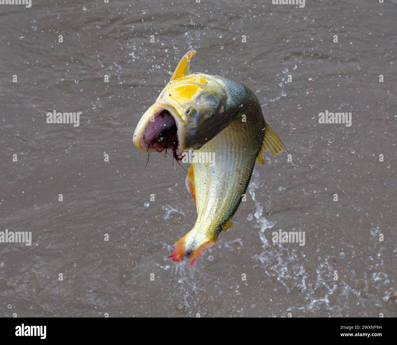 Golden dorado fish river hi-res stock photography and images - Alamy