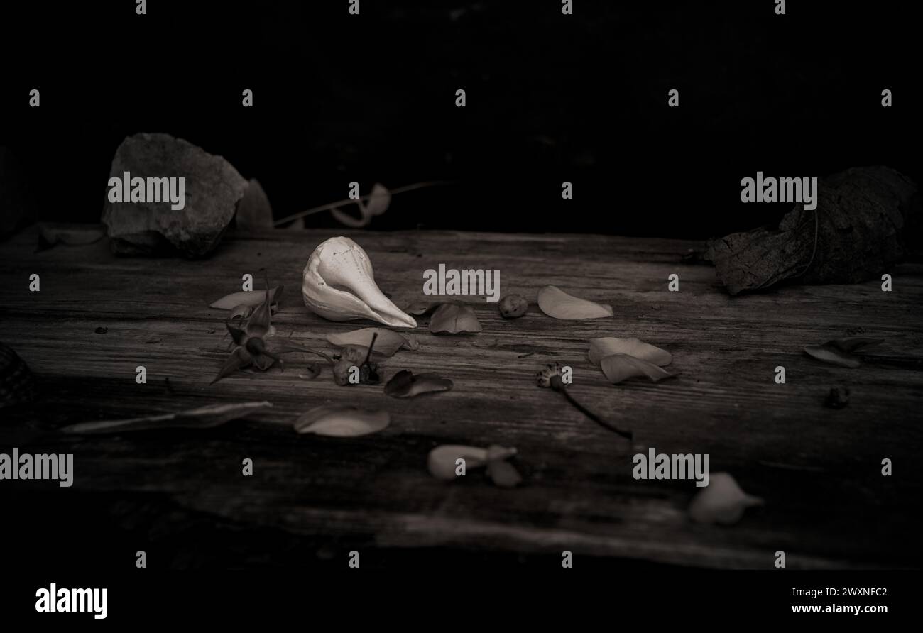 Marine still life photography with shells Stock Photo - Alamy