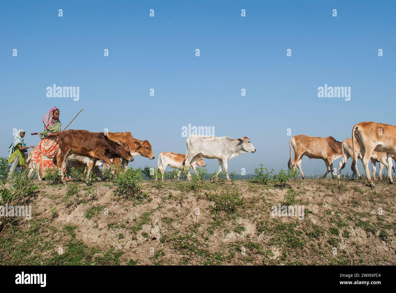 A farmer prepares milking cows at Chalanbil. It is one of the largest ...