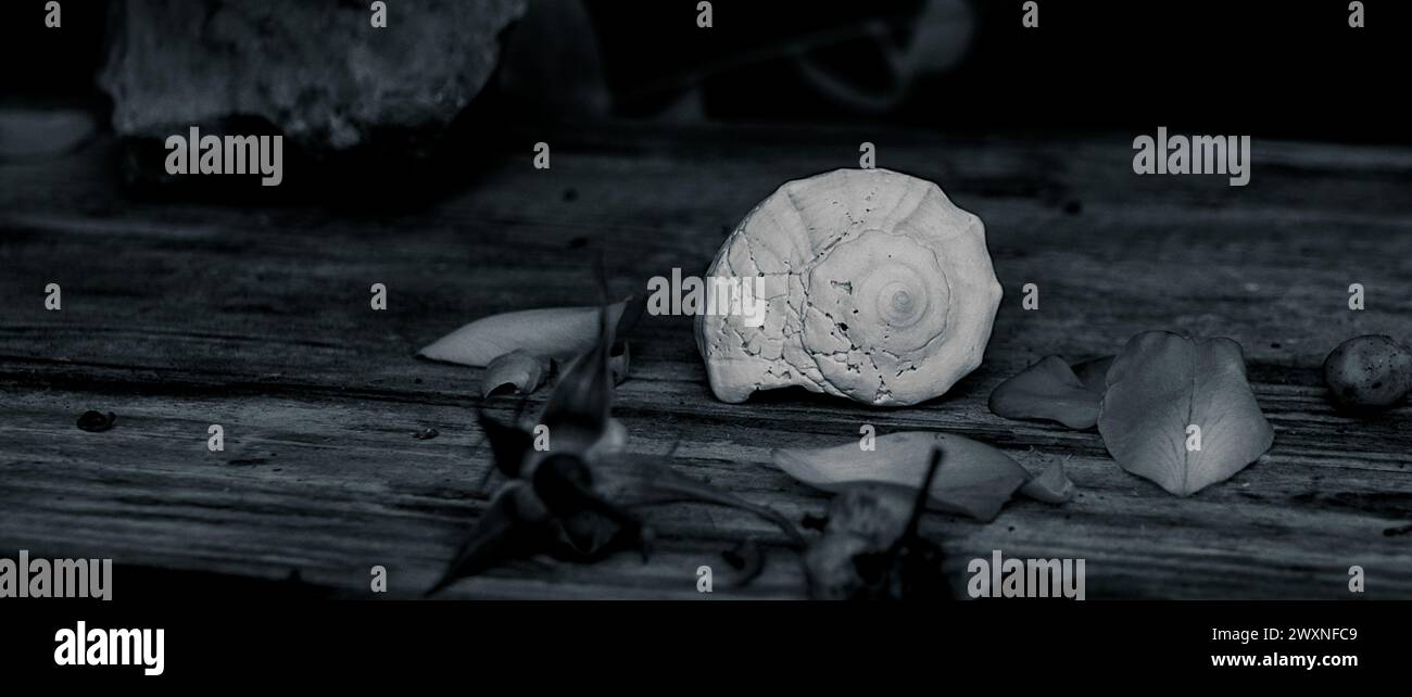 Marine still life photography with shells Stock Photo - Alamy