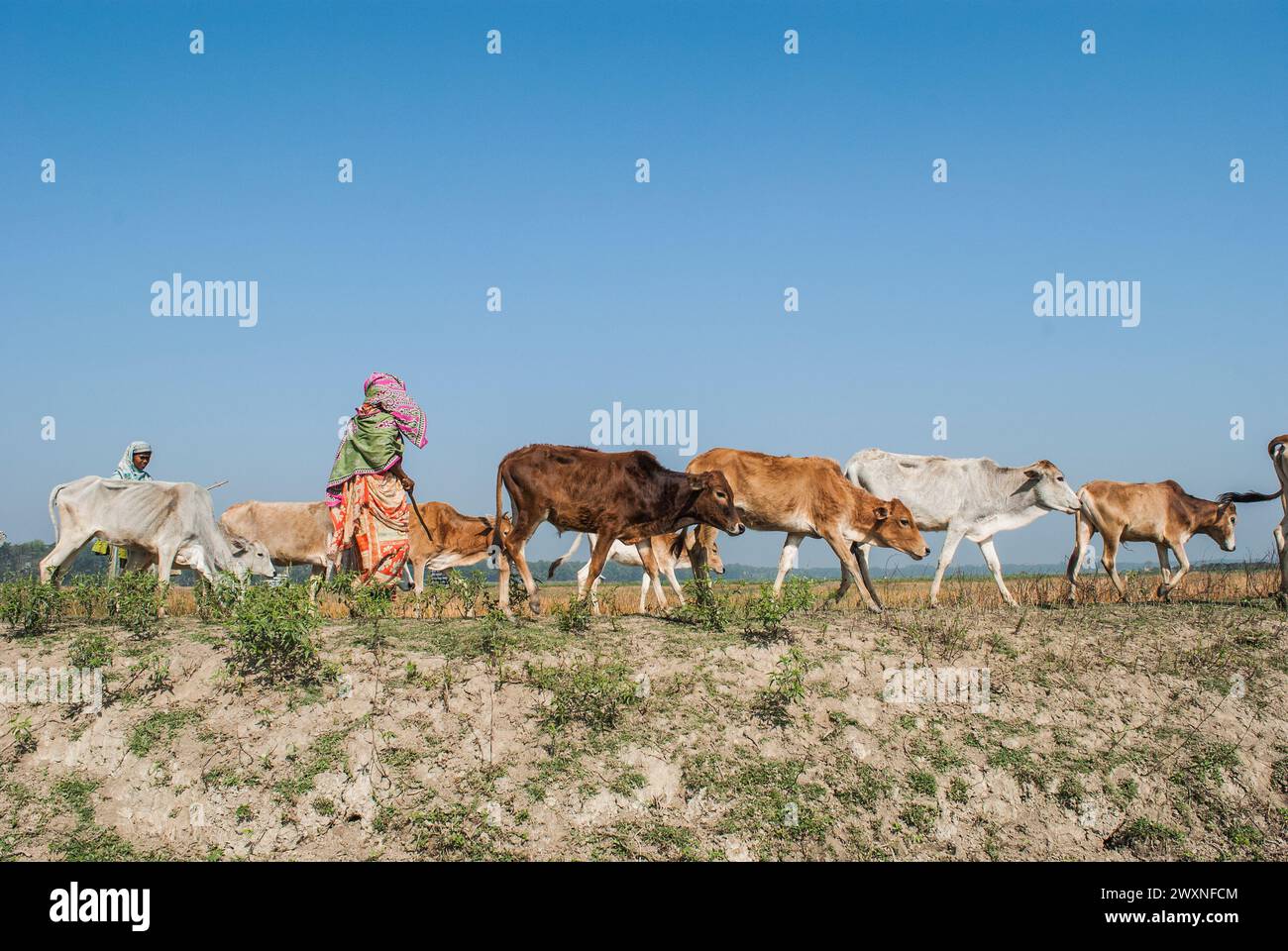 A farmer prepares milking cows at Chalanbil. It is one of the largest ...