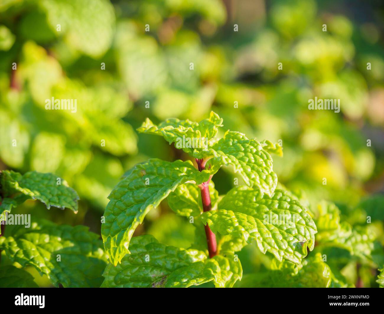 Fresh mint plant at organic vegetable garden Stock Photo - Alamy