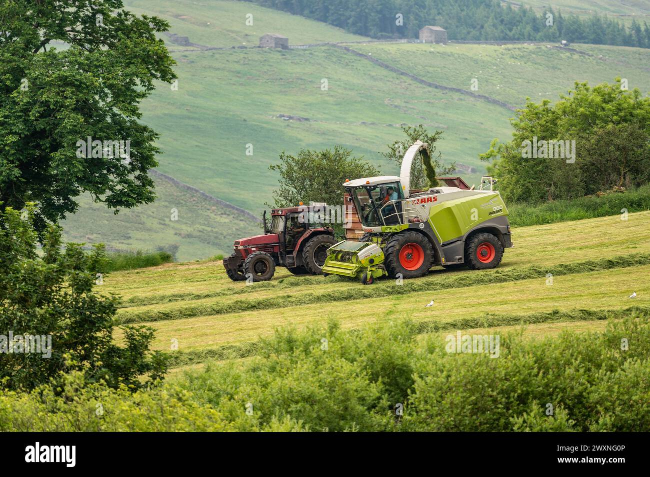 Tractors pulling wagons of haylage England Stock Photo - Alamy