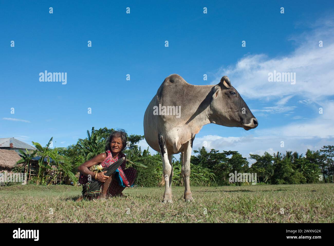 Bangladeshi cows hi-res stock photography and images - Alamy