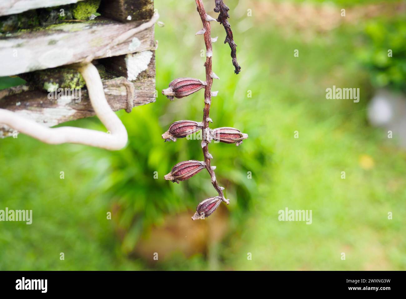 dry orchid seeds pod of Rhynchostylis gigantea Stock Photo - Alamy