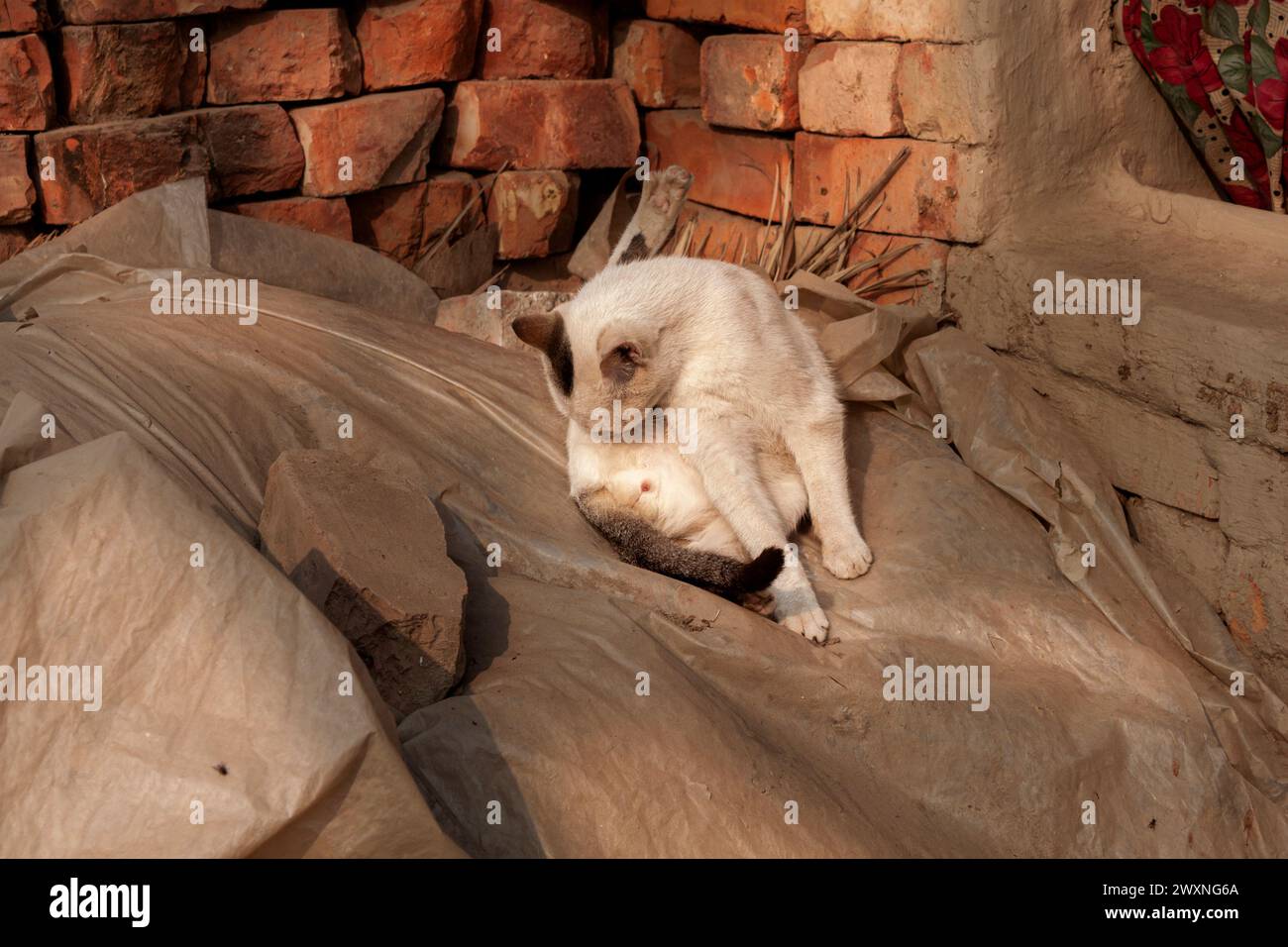 Domestic cat photos hi-res stock photography and images - Alamy