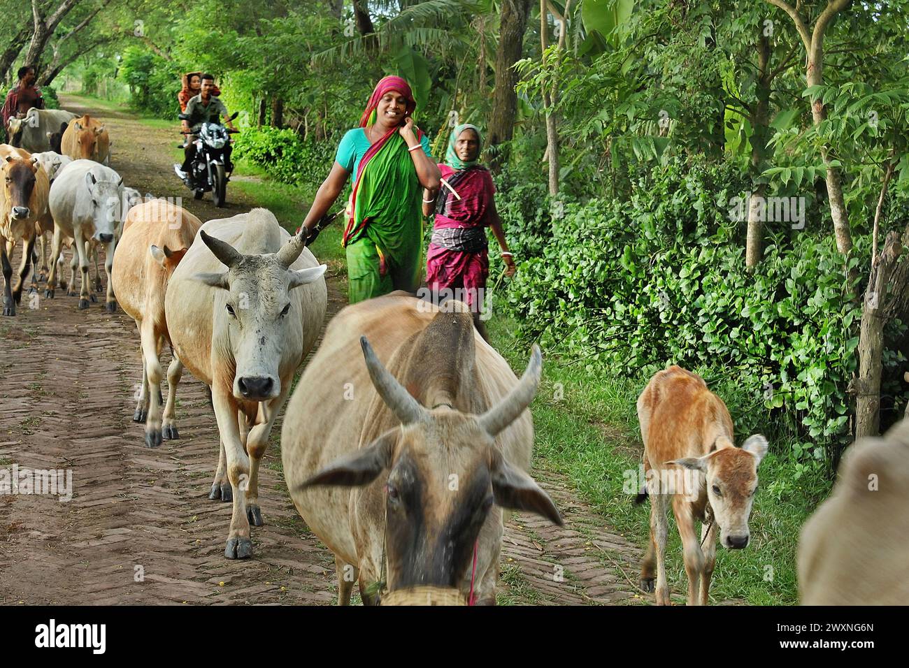 Bangladeshi cows hi-res stock photography and images - Alamy