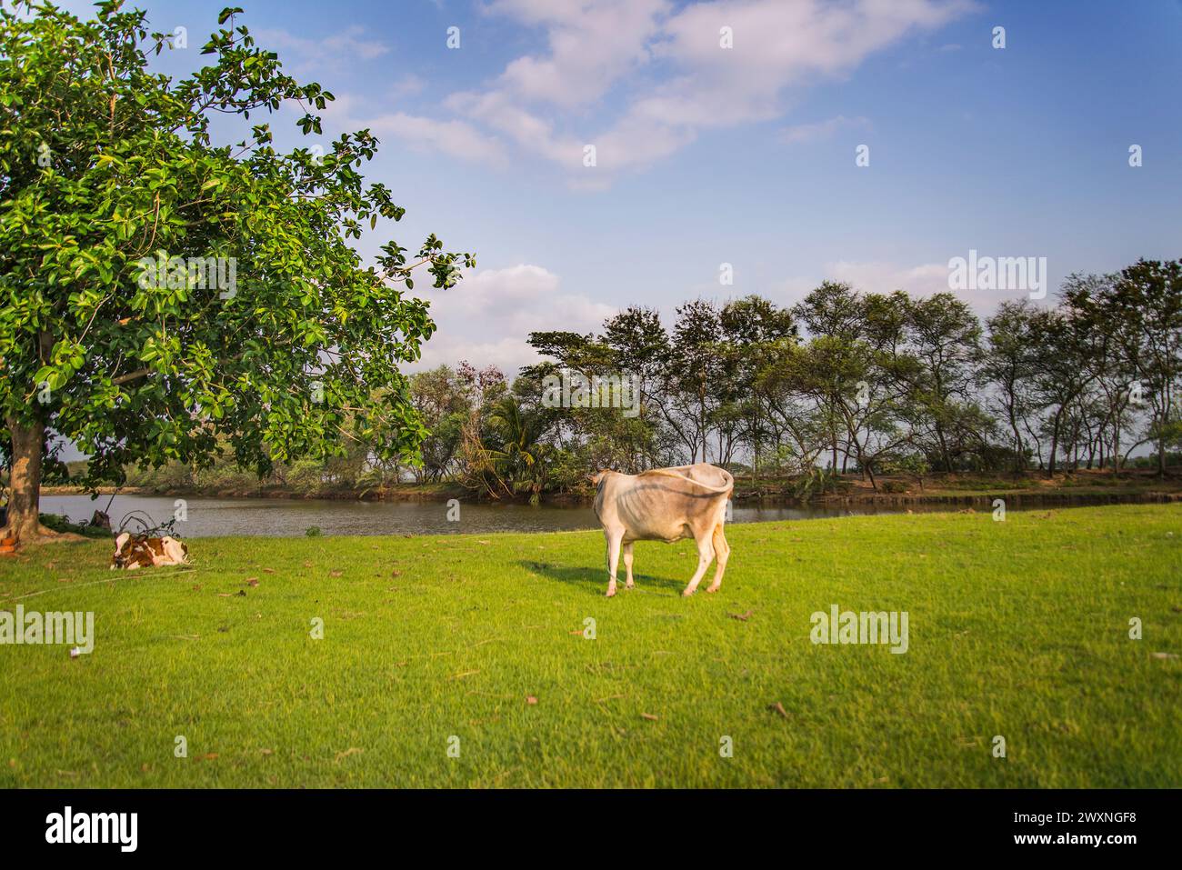 Bangladeshi cow hi-res stock photography and images - Alamy