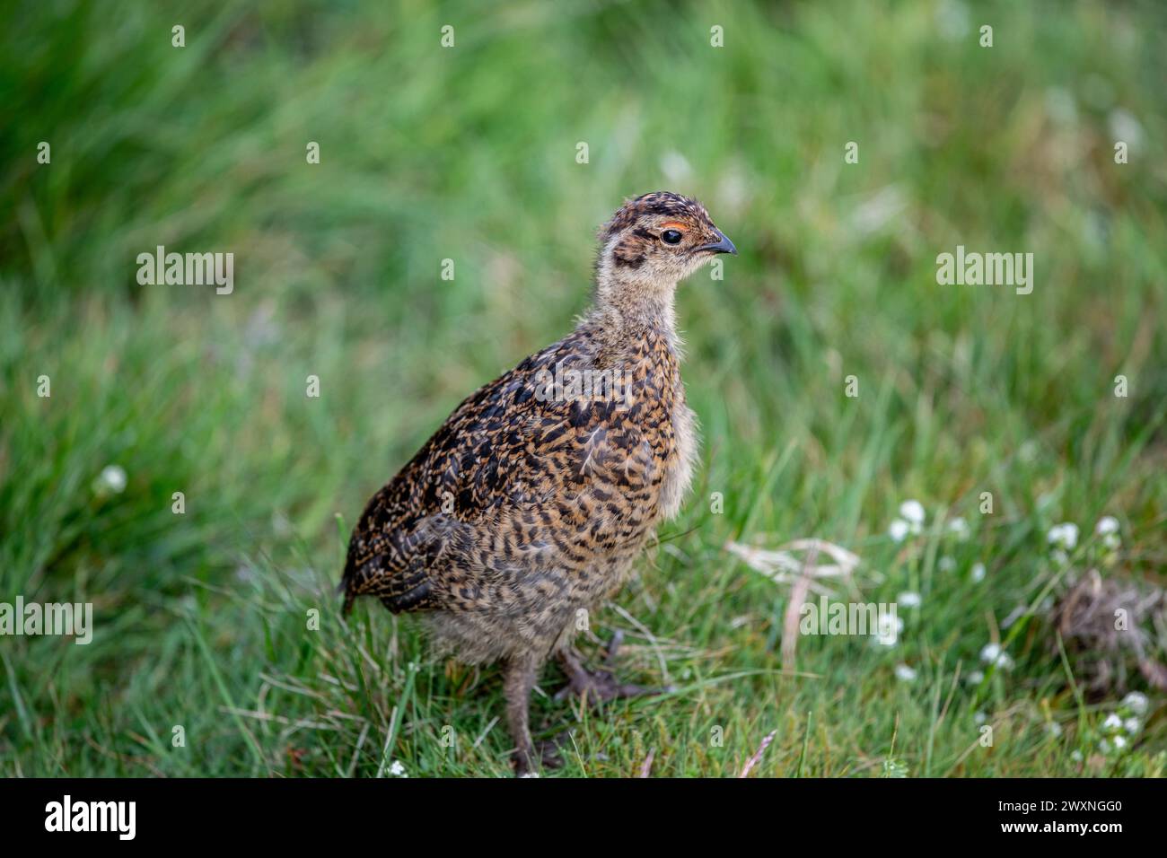 Gallo pájaro hi-res stock photography and images - Alamy