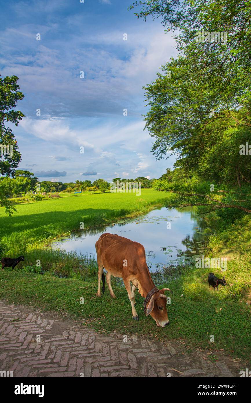 Bangladeshi cow hi-res stock photography and images - Alamy