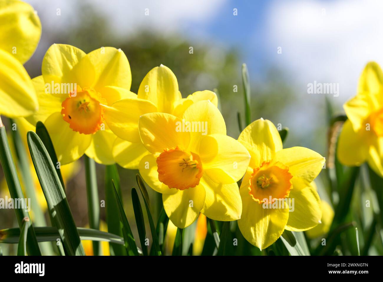 Daffodil - Narcissus - blossom on sunny Spring day in Kent, the Garden ...