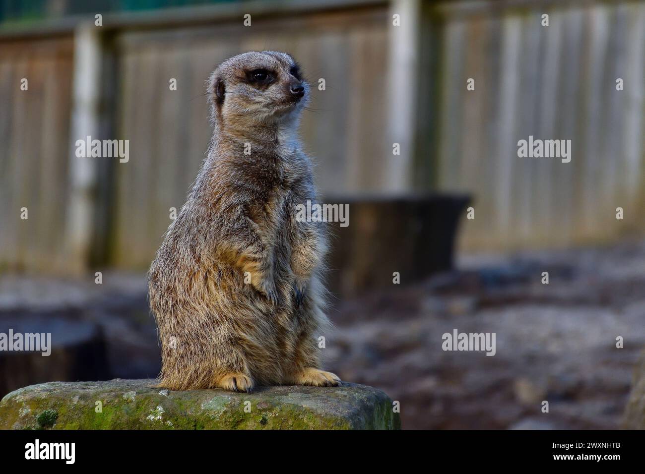 Camperdown Wildlife Centre in Dundee Stock Photo - Alamy