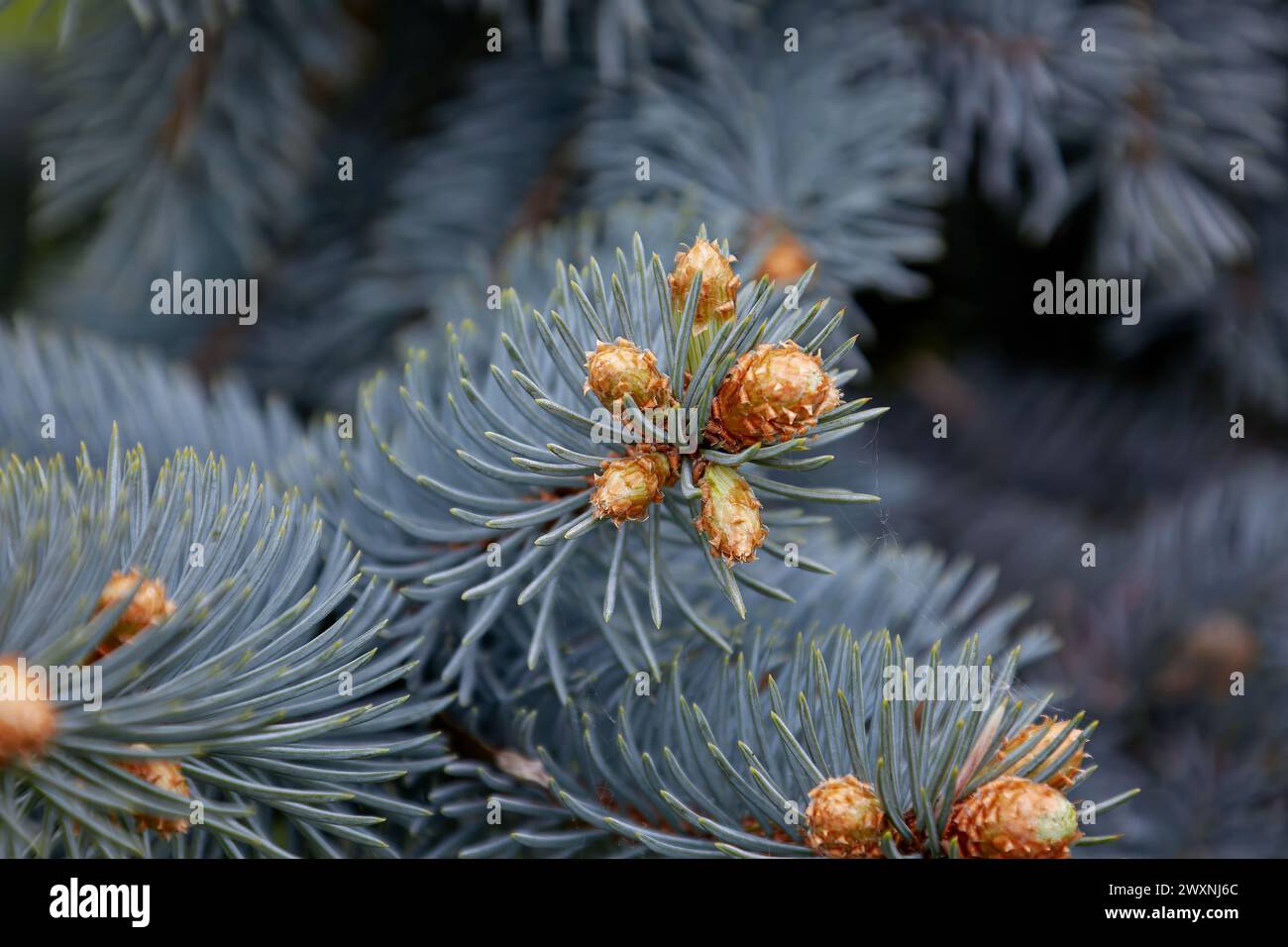 Tree bumps hi-res stock photography and images - Alamy