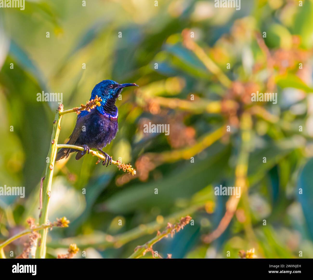 A Purple Sunbird resting on a branch Stock Photo - Alamy