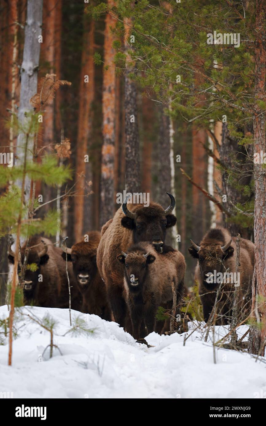 Bisons large herbivorous mammals hi-res stock photography and images ...
