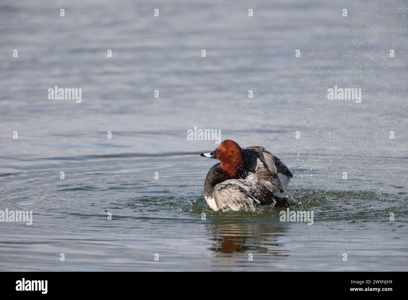 The common pochard (Aythya ferina) male in Japan Stock Photo - Alamy