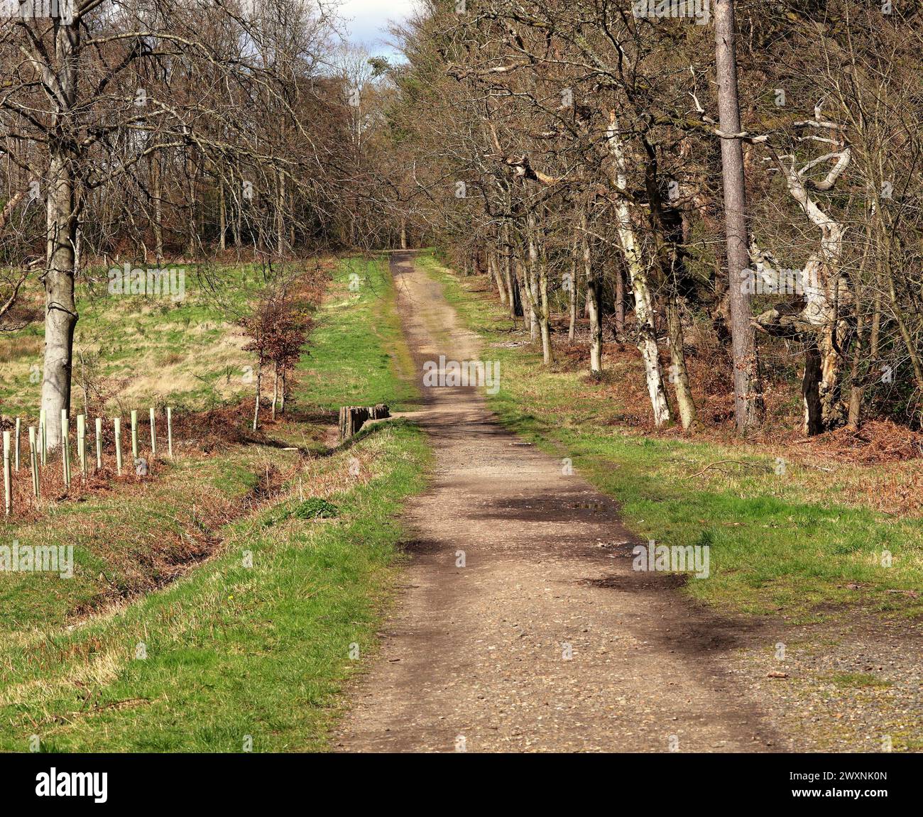 woodland track between trees in early Spring with a grassy bank either ...