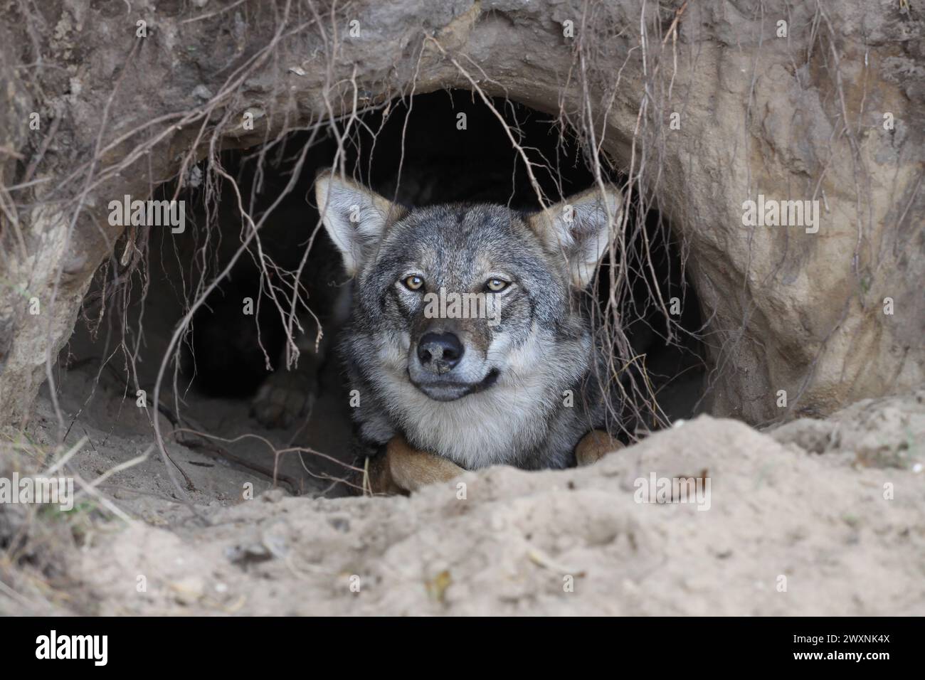 Portrait of a wolf in a burrow Stock Photo - Alamy