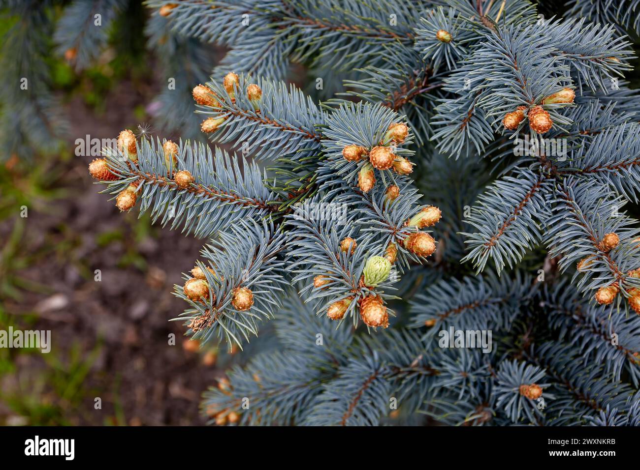 Young evergreen tree hi-res stock photography and images - Alamy