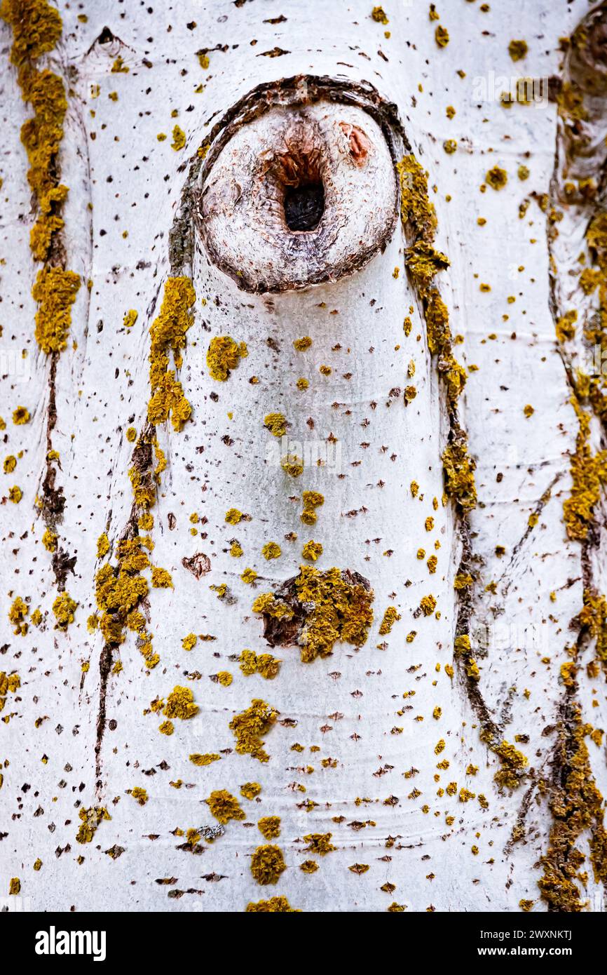 Shape in the trunk of a birch tree in Carrizosa Stock Photo - Alamy