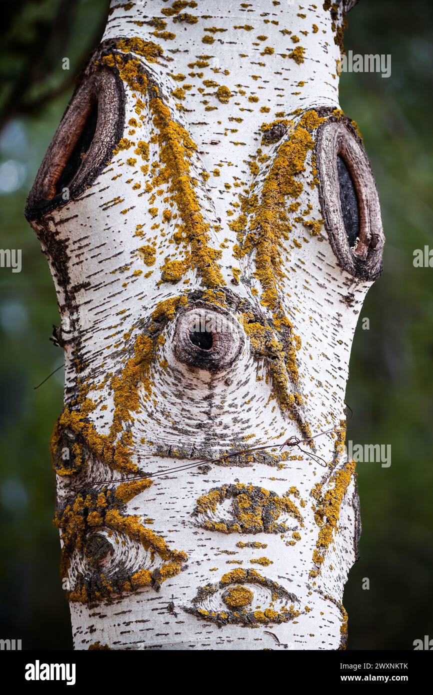 Shape in the trunk of a birch tree in Carrizosa Stock Photo - Alamy