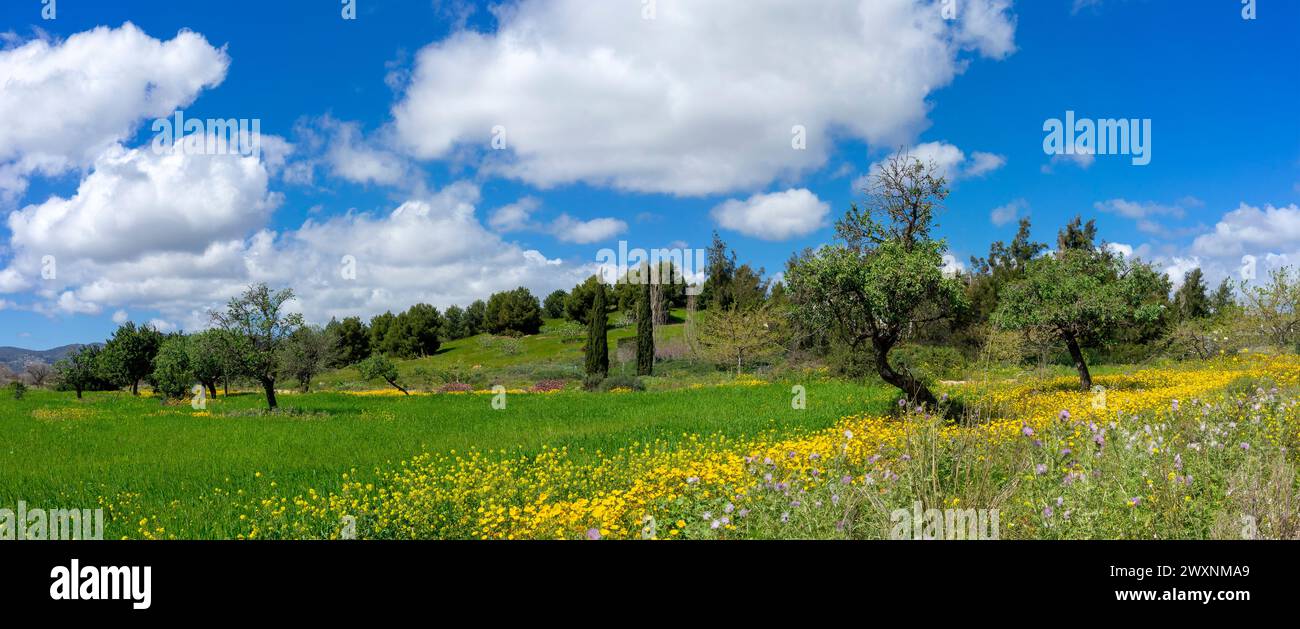 A serene landscape showcases a field adorned with yellow wildflowers ...