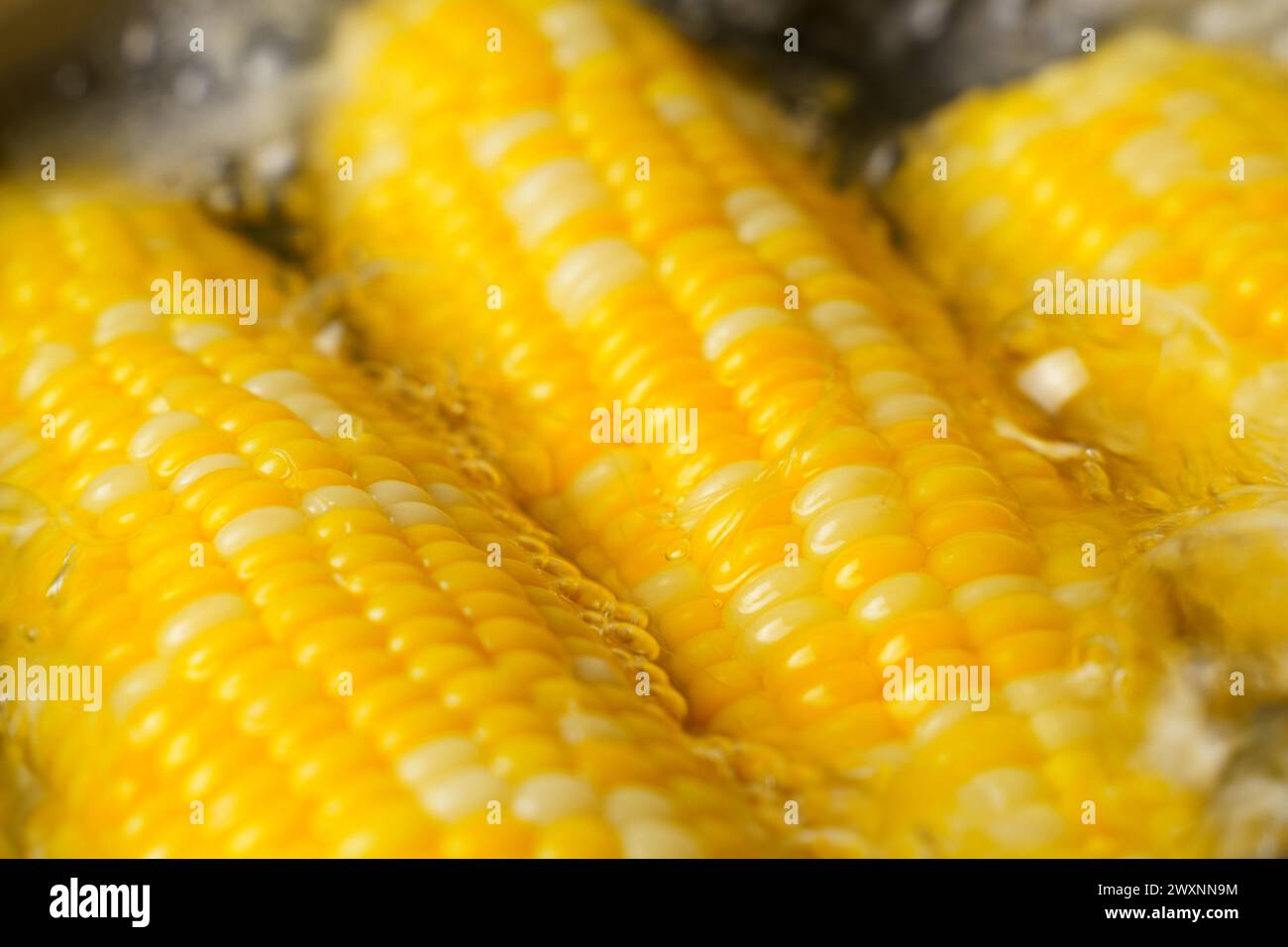 Fresh corn on the cob being grilled in a hot pan, sizzling and ...